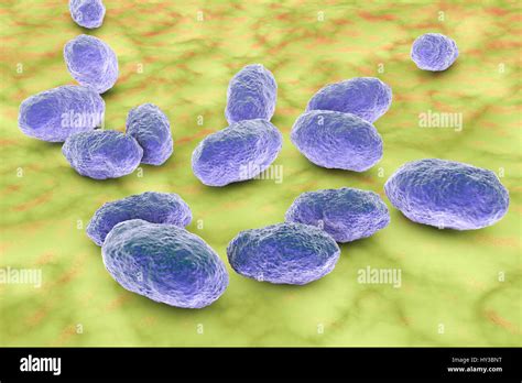 Computer Illustration Of Haemophilus Influenzae Coccobacillus Bacteria
