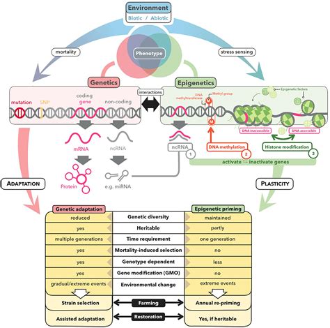 Frontiers Priming Of Marine Macrophytes For Enhanced Restoration