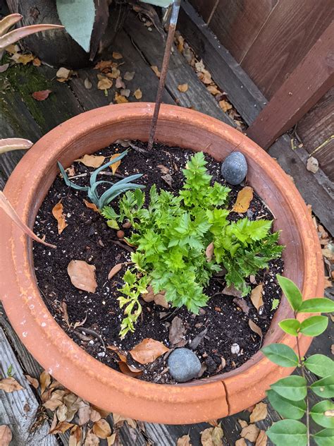 Plant Sometimes Yall Album On Imgur