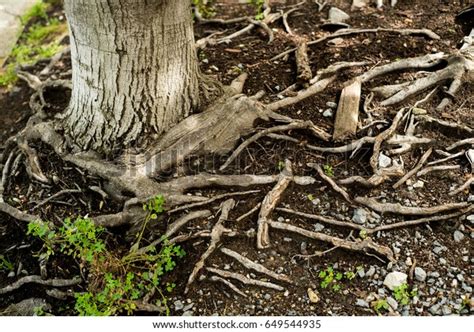 Exposed Tree Roots Images Stock Photos Vectors Shutterstock