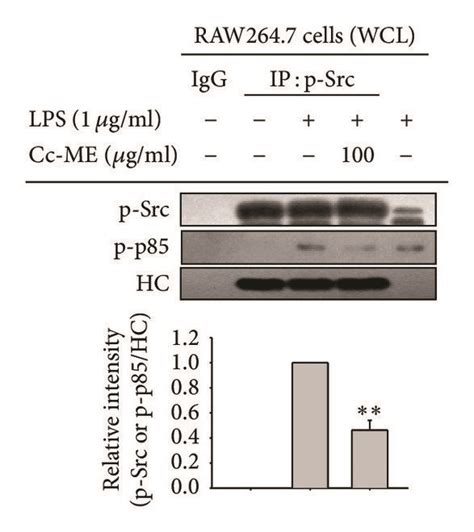 The Effect Of Cc Me On Activation Of The Nf κb Signaling Pathway A
