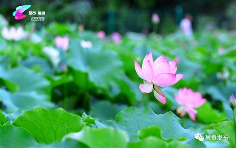 来呈贡听花开的声音 江尾荷塘留香正是好时光 中国国情 中国网
