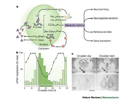 Light Scn Direct Via The Retinohypothalamic Rht Pathway