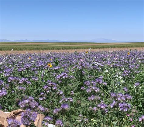 Cover Crop Mixtures Yield Promising Results Agnews