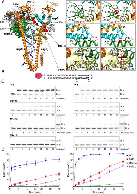 Incipient Functional SARS CoV Diversification Identified Through Neural Network Haplotype Maps