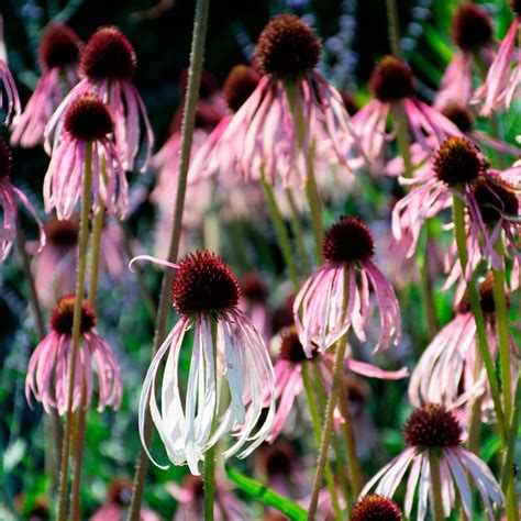 Echinacea Pallida White Flower Farm
