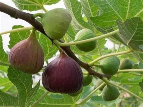 10 เมล็ด เมล็ดมะเดื่อฝรั่ง Figs สายพันธุ์ Japanbtm6 ของแท้ 100 มะเดื่อฝรั่ง หรือ ลูกฟิก Fig