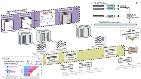 論文レビュー Shap Cat A Interpretable Multi Modal Framework Enhancing Wsi Classification Via
