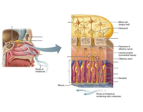 Olfactory Epithelium Labeling Quiz