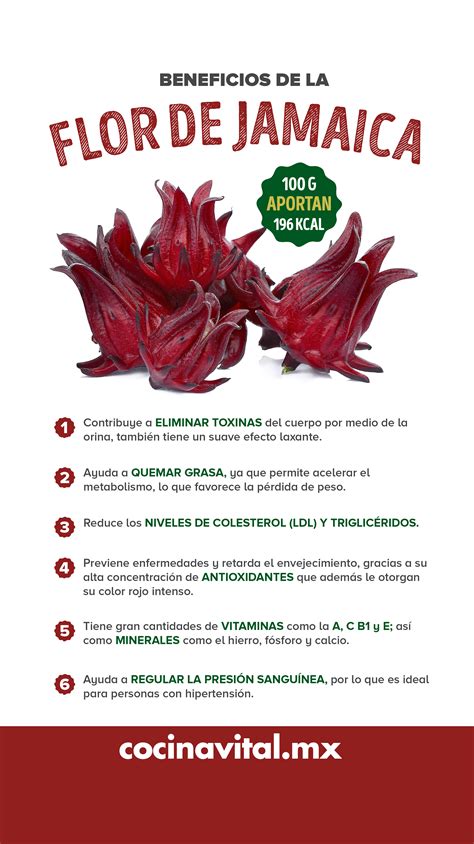 Beneficios Del Te De Jamaica Flor De Jamaica Para Que Sirve Xlyijj