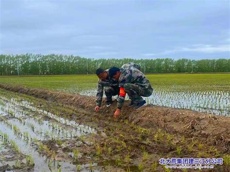 鸭绿河农场有限公司农技田间传技术 作物管护“有良方” 农机新闻网农机新闻农机农业机械拖拉机