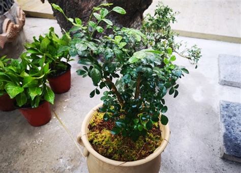 九里香怎么种植 栽种时间和方法 植物说