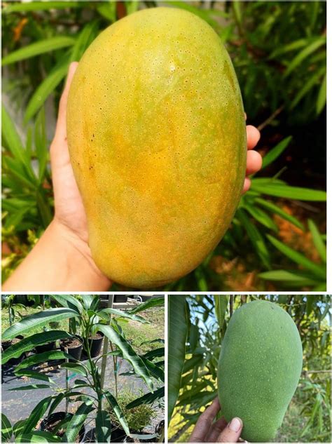 Native Earth Mallika Mango Grafted Plant All Season Hybrid Live Fruit Tree Height 3 Feet Pack