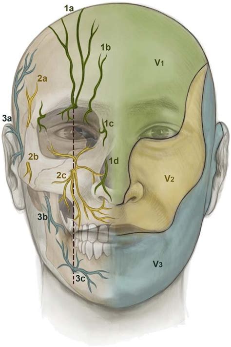 Cutaneous Innervation Of The Face Ophthalmic Nerve V 1 1a Download Scientific Diagram