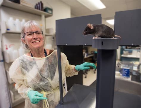 Testing Anxiety In Mice [image] Eurekalert Science News Releases