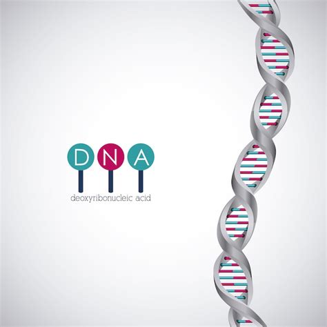Premium Vector Dna Structure Chromosome Design Premium Vector Dna Structure Chromosome Design