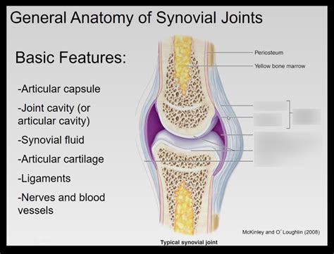 Identify General Anatomy Of Synovial Joint Diagram Quizlet