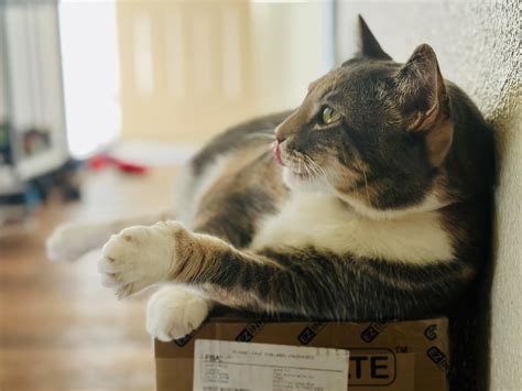 My Mils Cat Pepper Is A Chonky Cutie 🥰 Rcats