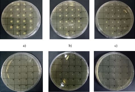 The Selected 20 Transformants Of P Pastoris On Ypd Plates Containing