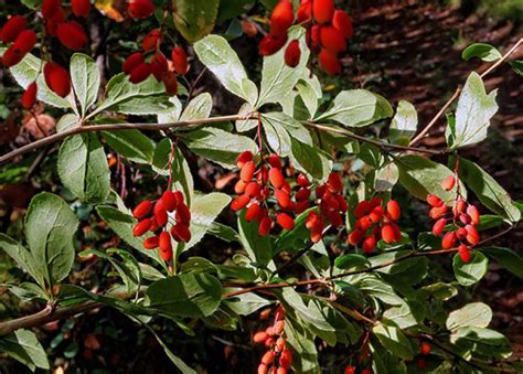 Наиболее распространенные виды и сорта барбариса
