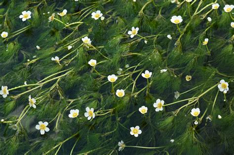 清流に揺らぐ白い花 滋賀ガイド！