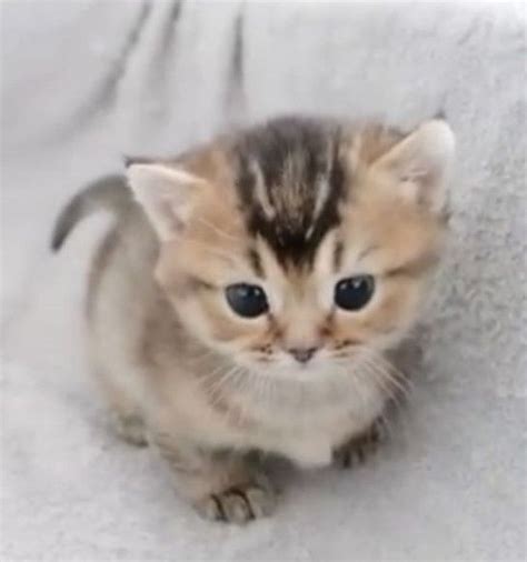 Lazy Kitten