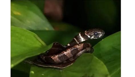 Statement Adalah Pernyataan Ketahui Bedanya Dengan Kalimat Non