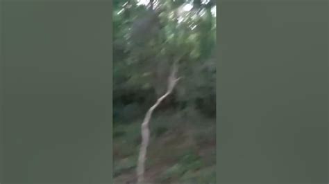 Split Rock Trail Gainesville Florida Youtube