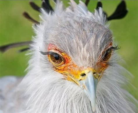 세상에서 가장 예쁜 새 인스티즈 Instiz 일상 카테고리