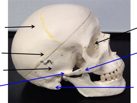 Biol 213 Skull 2 Diagram Quizlet