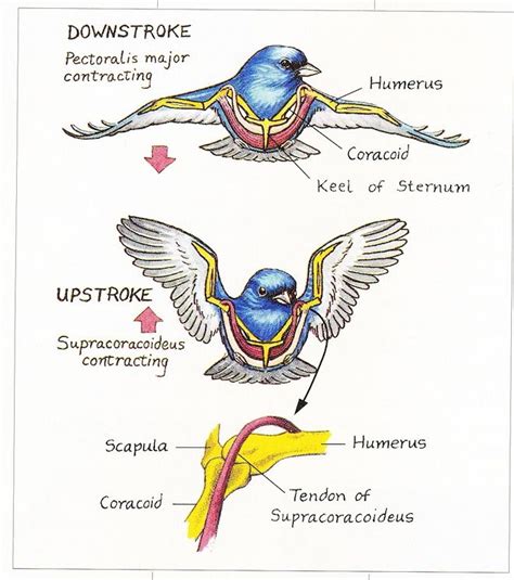 Diagram Of Bird Muscles And Bones For Flight Birdwatching
