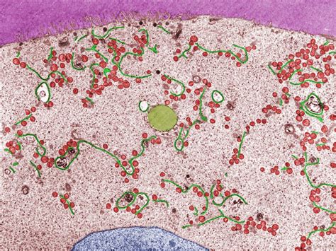 Oocyte And Zona Pellucida Tem Stock Image C053 4755 Science Photo Library
