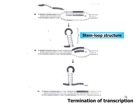 Ppt Rna Synthesis And Processing Powerpoint Presentation Free