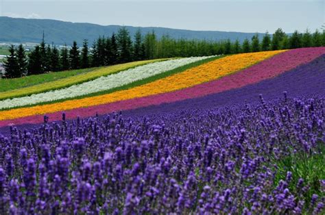 【富良野】ラベンダー畑が一望できる絶景観光スポット5選 おすすめ旅行を探すならトラベルブックtravelbook