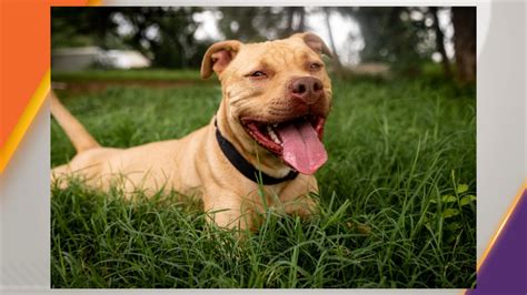 Bluebonnet Animal Hospital Riverside Vet Pet Of The Week Meet Kobe