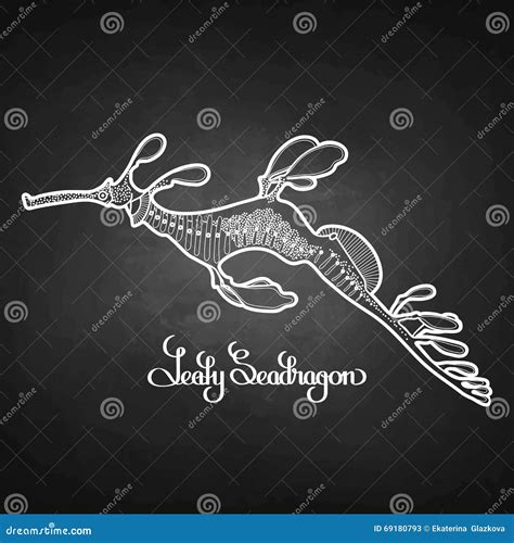 Graphic Leafy Seadragon Stock Vector Illustration Of Nature 69180793