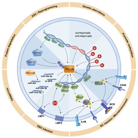 The Modes Of Dysregulation Of The Proto Oncogene T Cell Leukemia