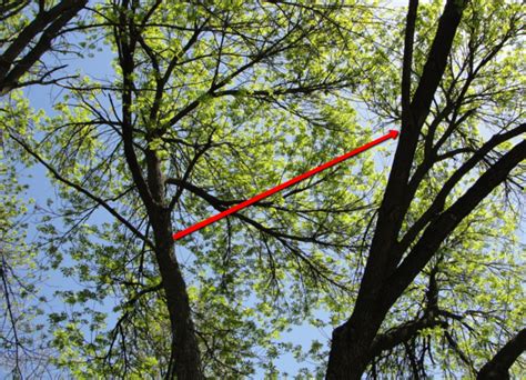 Tree Cabling Berger Hargis Landscape Management