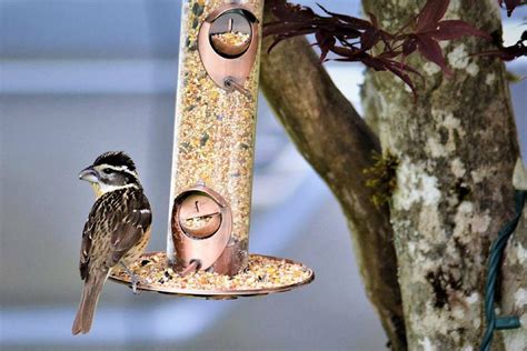 B C SPCA Asks People To Put Away Bird Feeders To Reduce Spread Of Avian Flu The Northern View