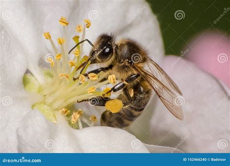 How Do Bees Pollinate Fruit Trees At Mario Wall Blog