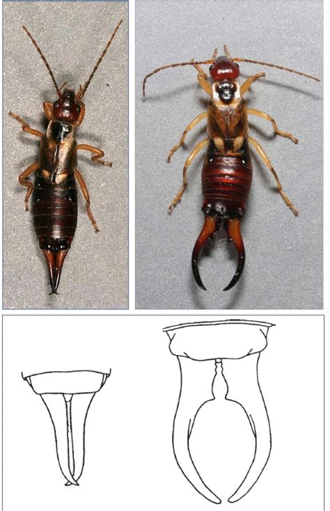 Earwig