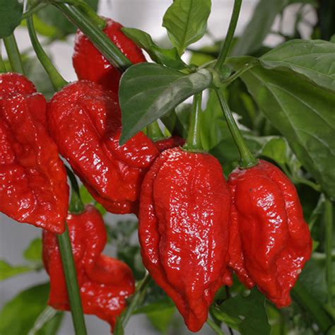 Red Bhutlah Capsicum Chinense De Hobbytuinder Nl