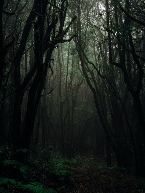 4k Dark Forest Wallpaper Photos Download The Best Free 4k Dark Forest