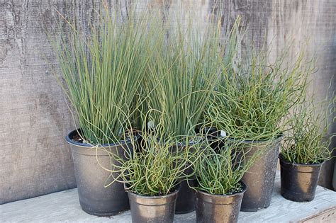 Juncus Effusus Spiralis ‘twister Corkscrew Rush Unicorn Rush