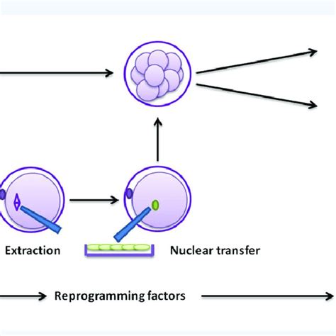 Types Of Human Pluripotent Stem Cells Three Pathways To The Generation