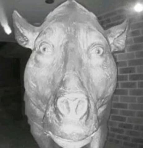 Doorbell Pig Blank Template Imgflip