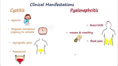 Urinary Tract Infection Uti Classification Etiology And Clinical