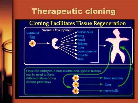 Hs Biology Biotechnology Gen Engineering Cloning Stem Cells Pdf