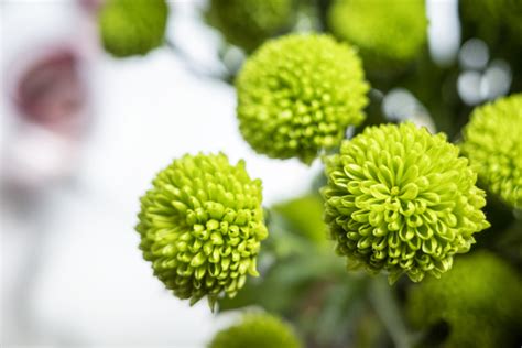 25 Gorgeous Green Flowers To For Outdoor Spaces Bouquets And More