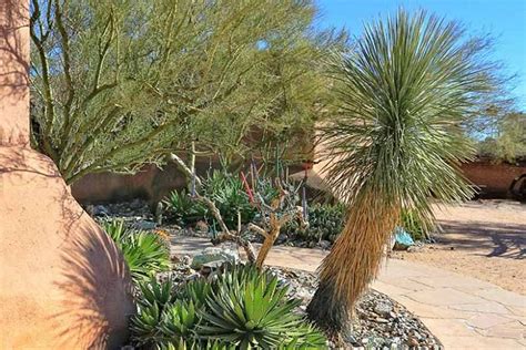 Yucca Elata Soaptree Yucca Soaptree Yucca Care Tall Yucca In Arid